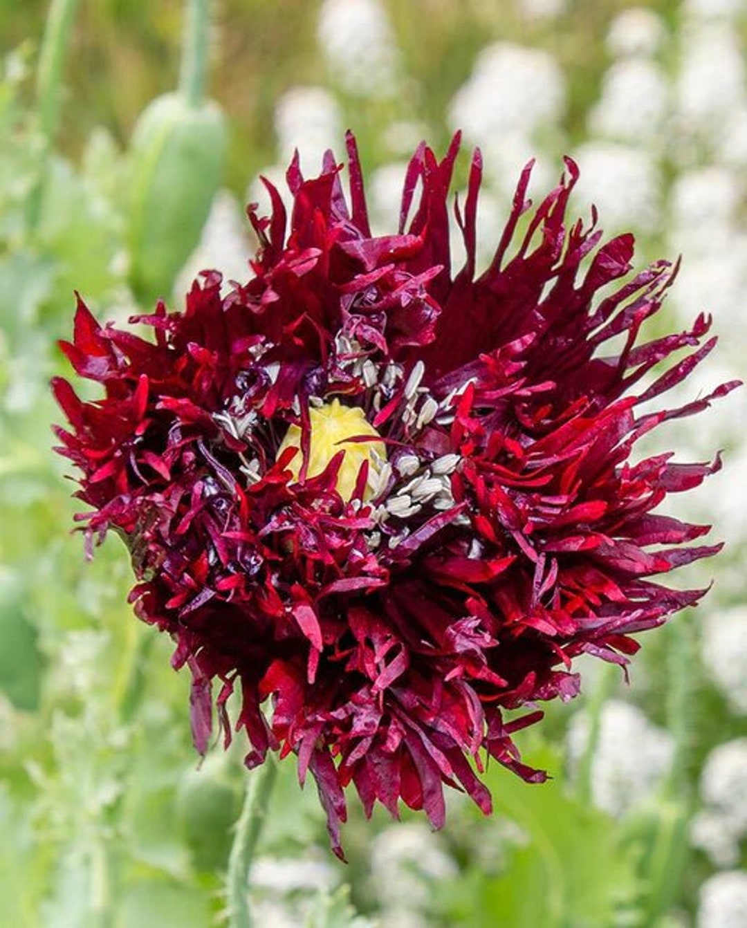 3000 Black Swan Flower Seeds. - Etsy