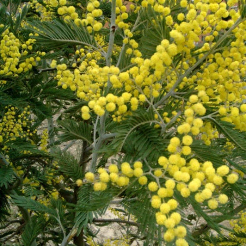100 Mimosa Pudica or Sensitive Plant Flower Seeds. Open Pollinated ...