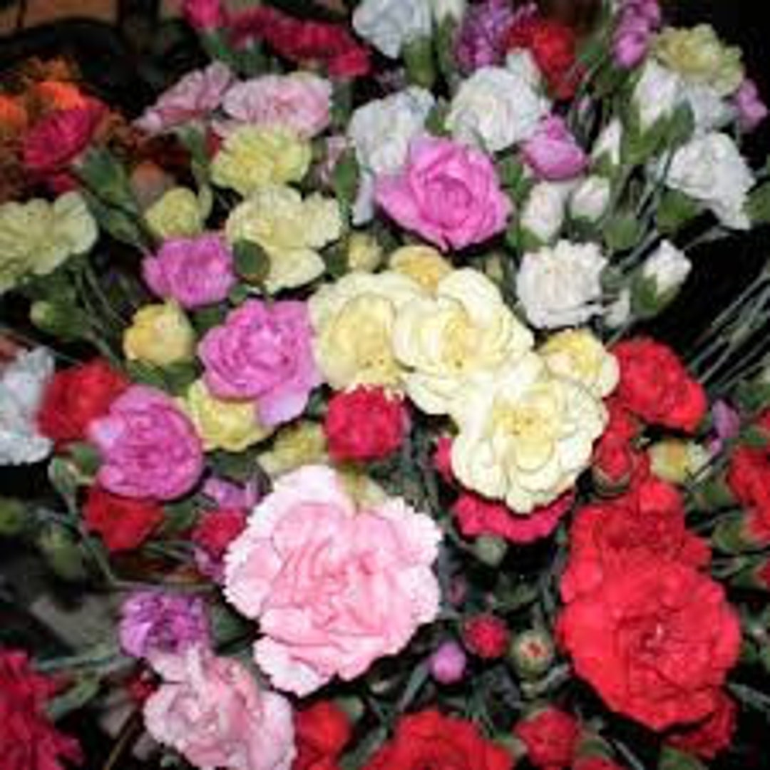 500 Chabauds Giant Carnation Flower Seeds. Mixed Colours. Open ...