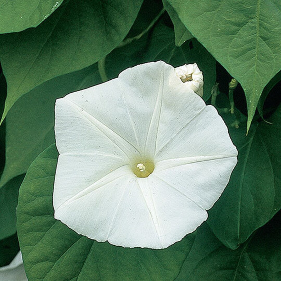100 Pearly Gates Morning Glory Flower Seeds. - Etsy