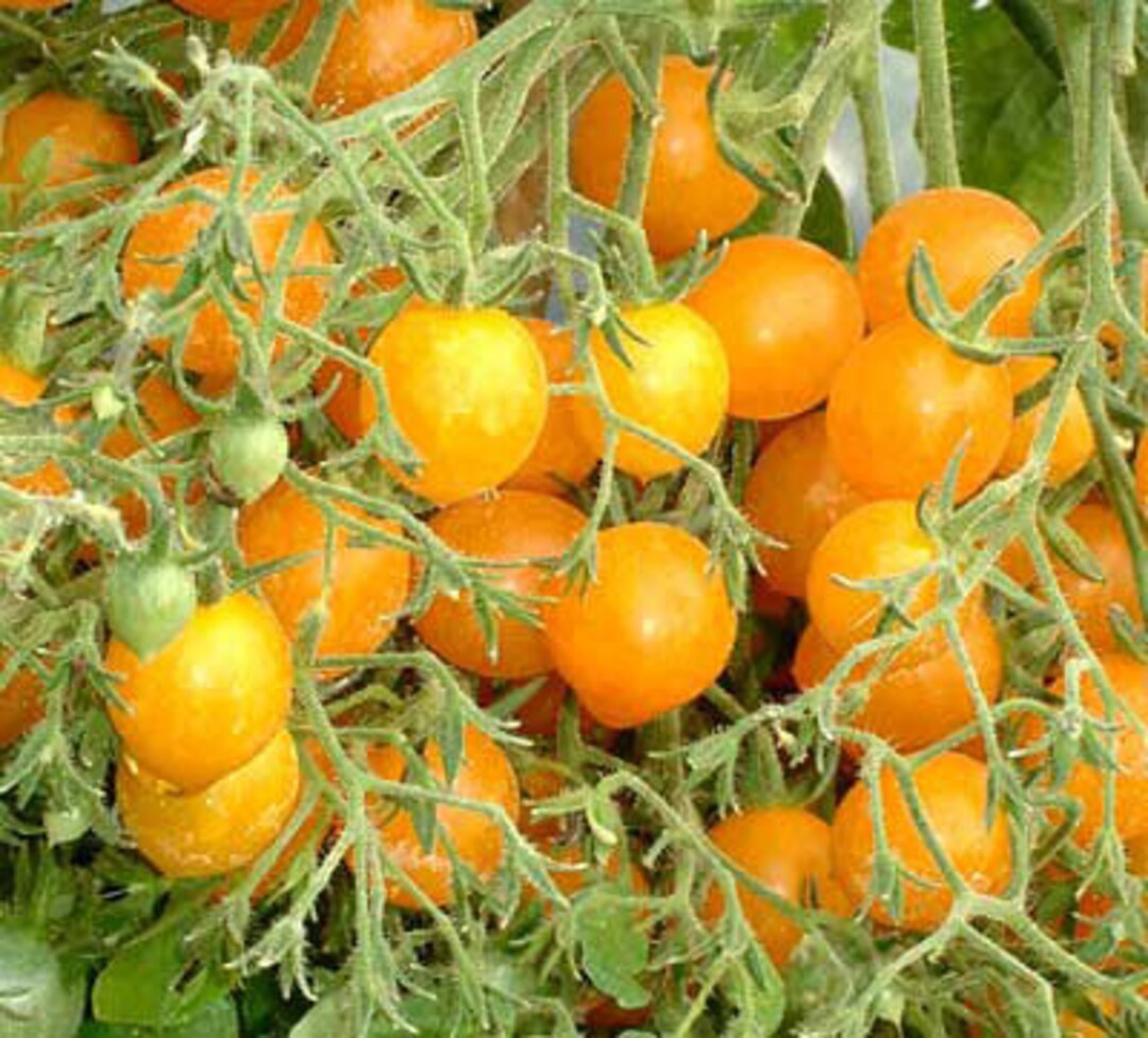 20 Tumbling Tom Yellow Hybrid Tomato Seeds. - Etsy