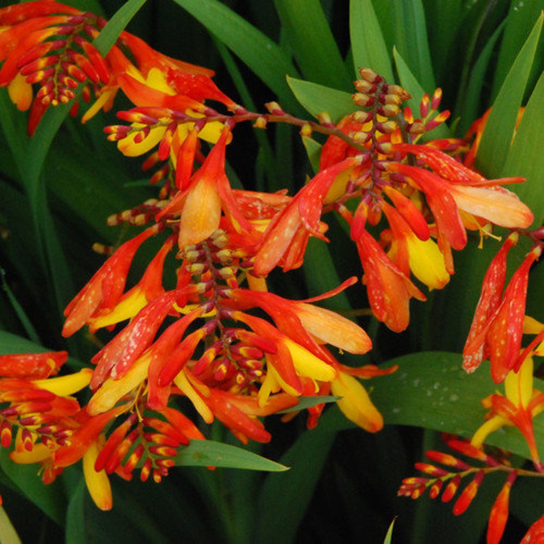 60 CROCOSMIA NEW HYBRIDS Flower Seeds. - Etsy