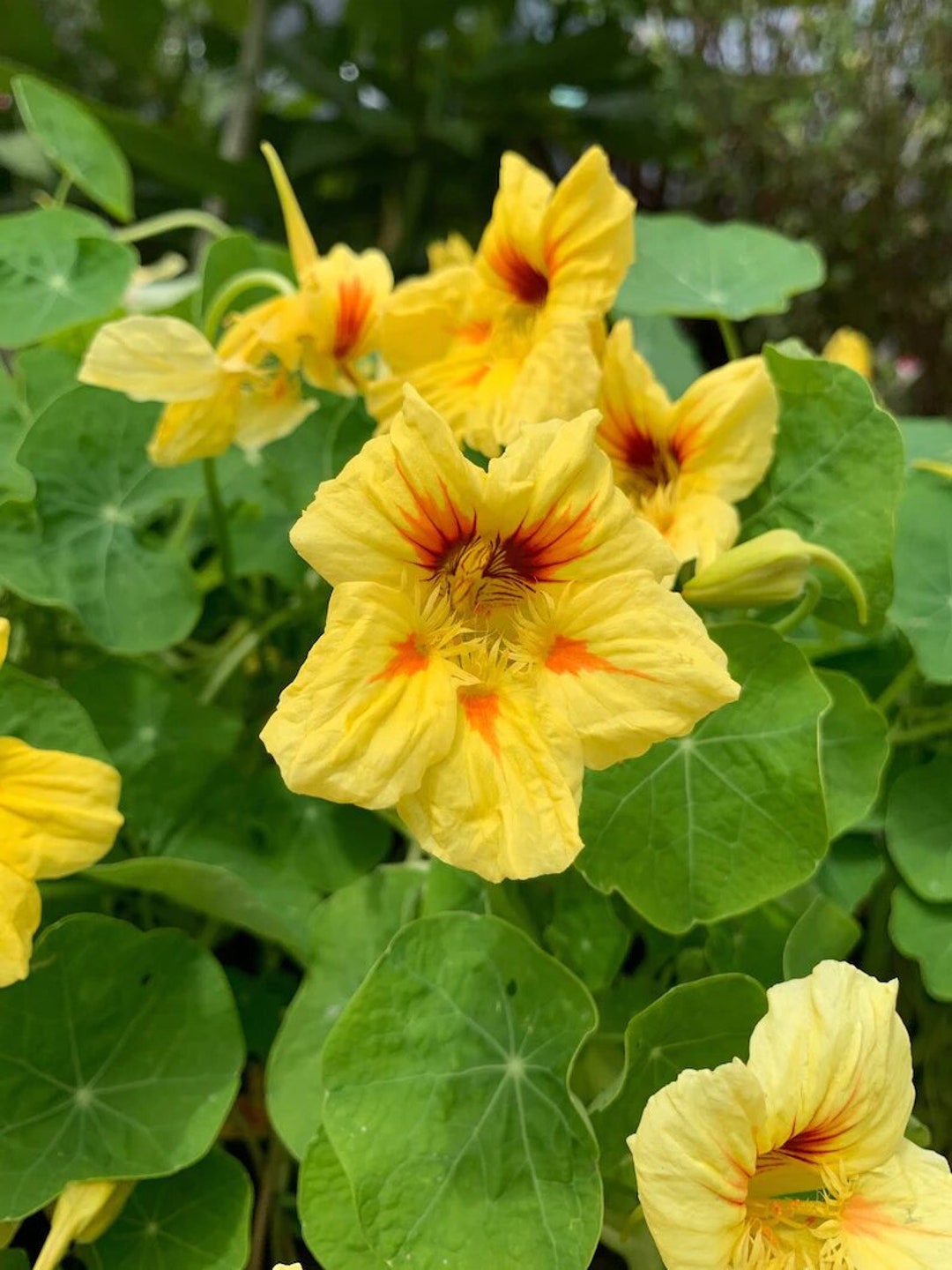30 Peach Melba Nasturtium Flower Seeds. - Etsy