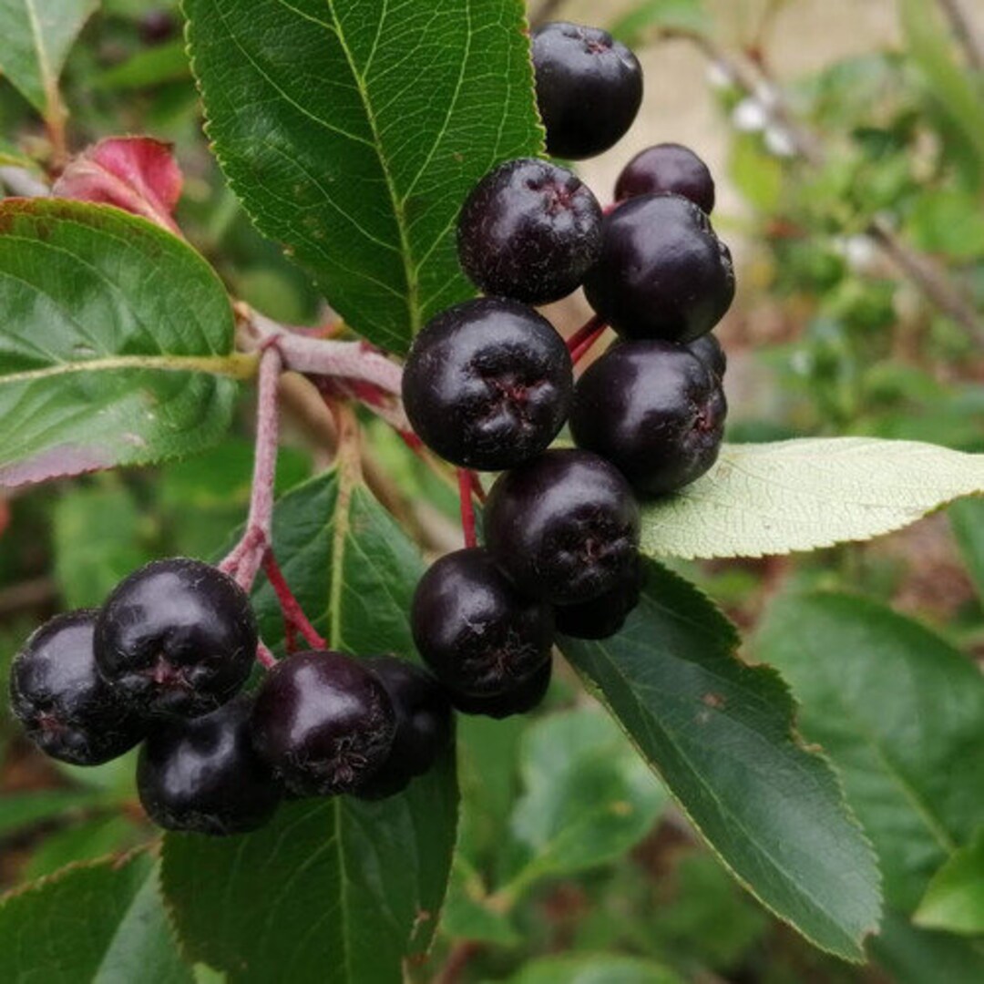 Chokeberry Black (aronia Melanocarpa) - Etsy