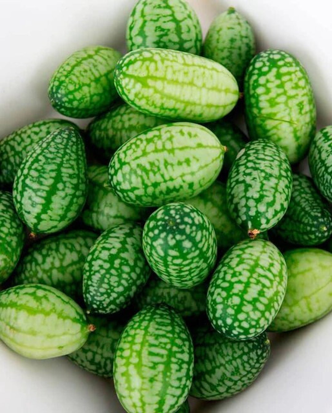 50 CUCAMELON Melothria Scabra Mouse Melon Mexican Gherkin Mini ...