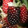 25 Pink Pitaya Fruit Seeds. - Etsy