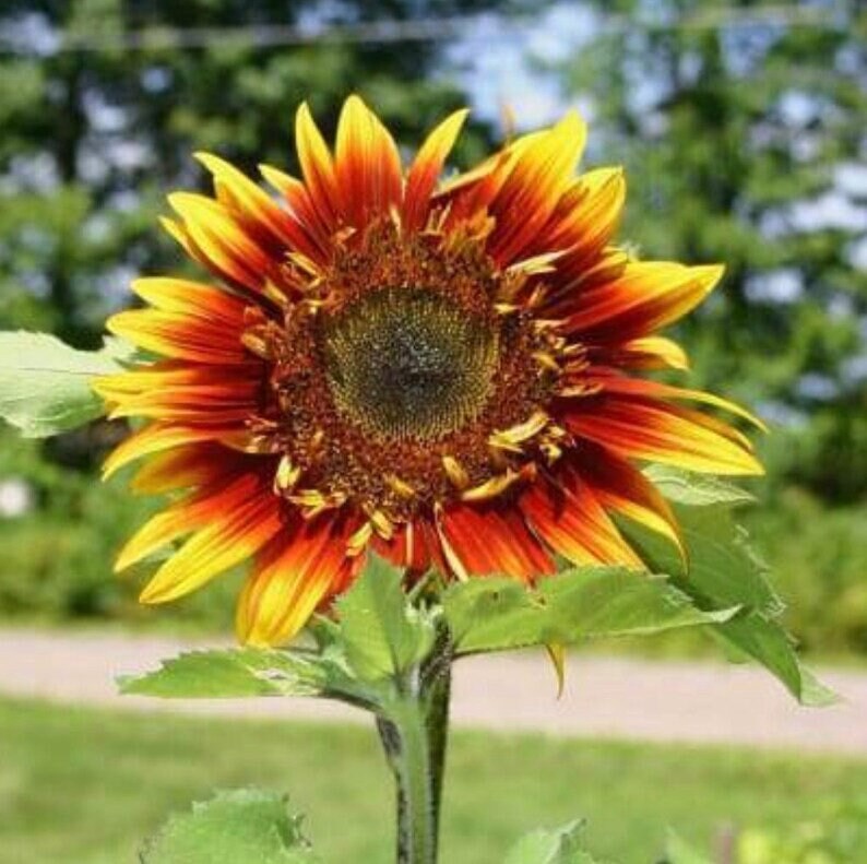 25 Joker Sunflower Seeds, Red and Yellow Semi-double Flower Seeds ...