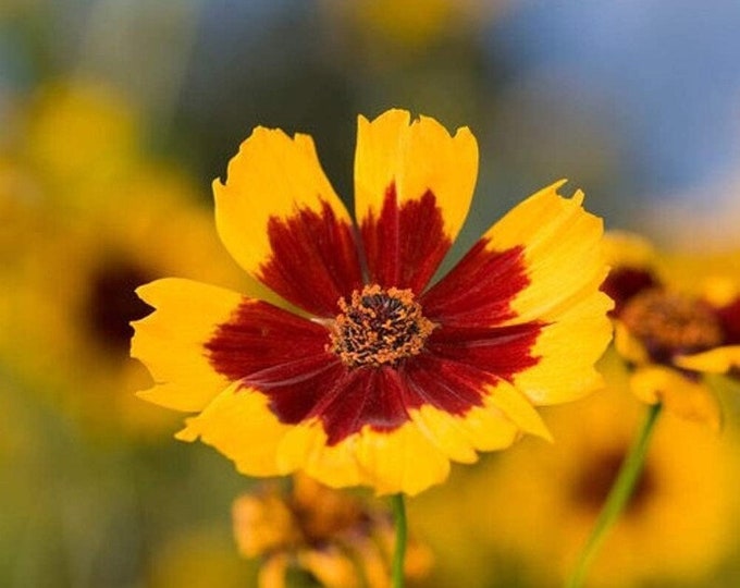 COREOPSIS BABY GOLD Coreopsis Lanceolata 150 Seeds Dwarf Perennial ...