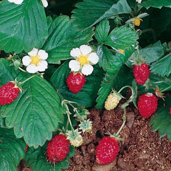 Alpine Plants - Etsy