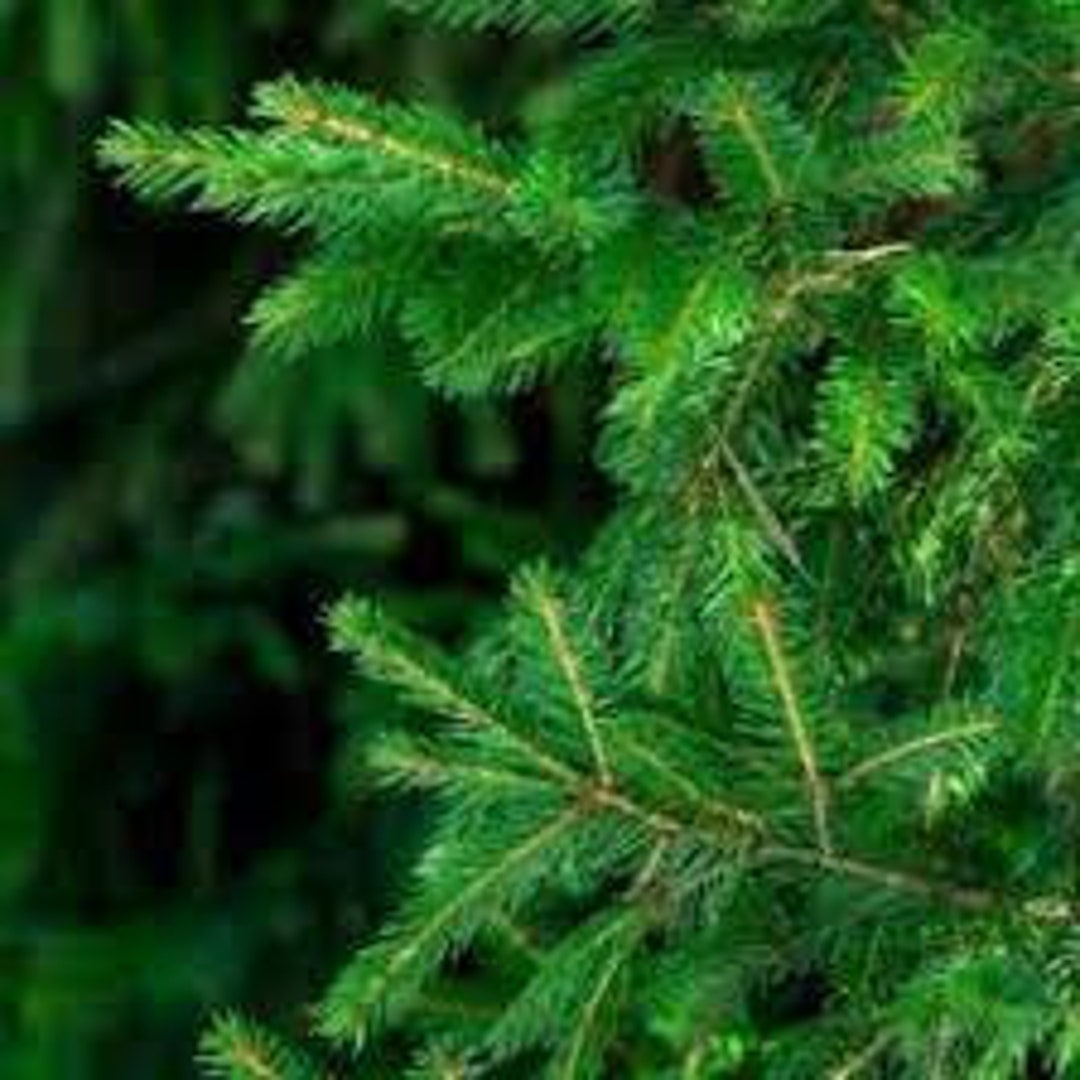 130 Balsam Fir Tree Seeds (conifer) Perennial. - Etsy