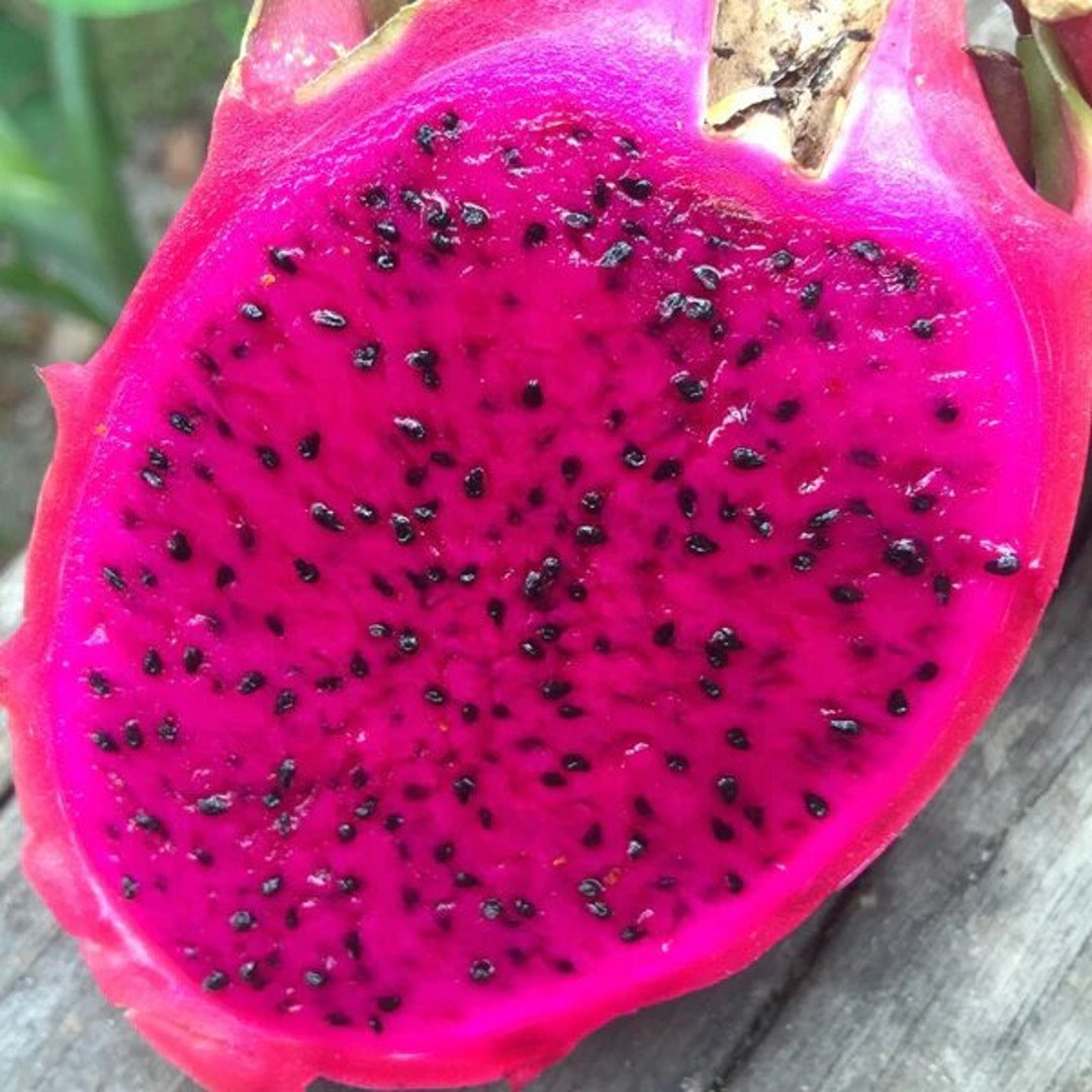 25 Pink Pitaya Fruit Seeds. - Etsy