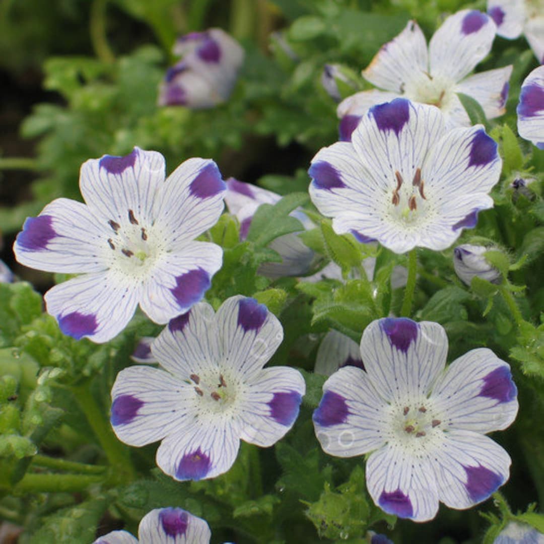 3000 NEMOPHILA MACULATA Five Spot Flower Seeds. GMO Free. Untreated. - Etsy