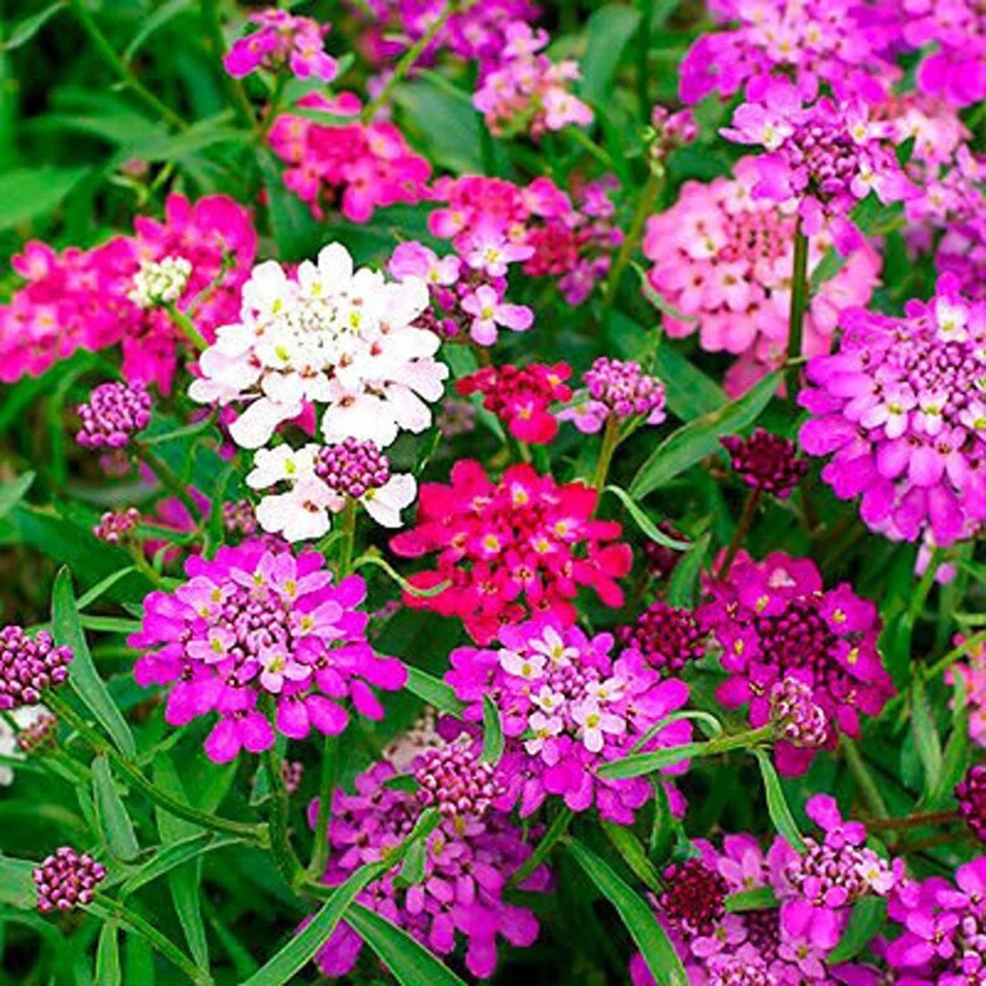 700 Fairy Mixed Candytuft Iberis Umbellata Flower Seeds. - Etsy
