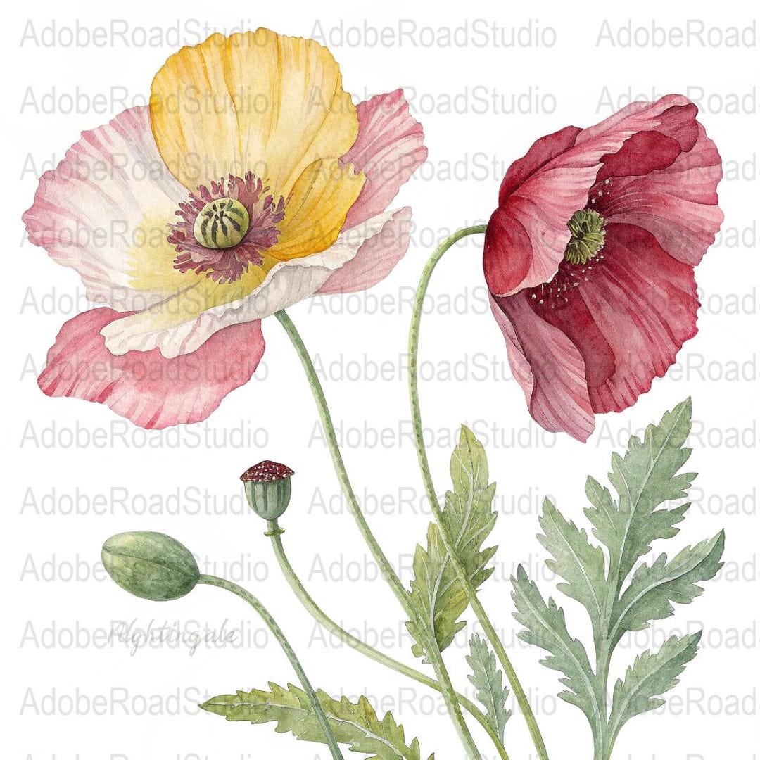 Poppy Flower PNG Digital Download, Watercolor Floral Image, High ...