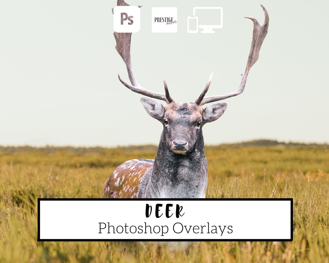 Realistic Deer Photo Overlays: 12 Transparent PNG (digital Download) - Etsy