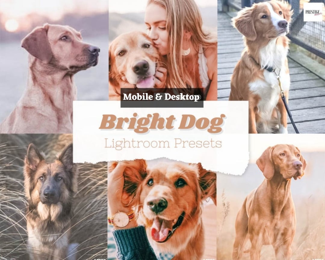 Bright Dog Lightroom Presets: Mobile & Desktop, Pet Photography (DNG ...