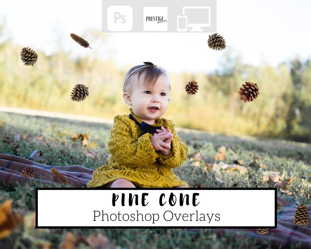 Realistic Pine Cone Photo Overlays: 24 Transparent PNG (digital ...