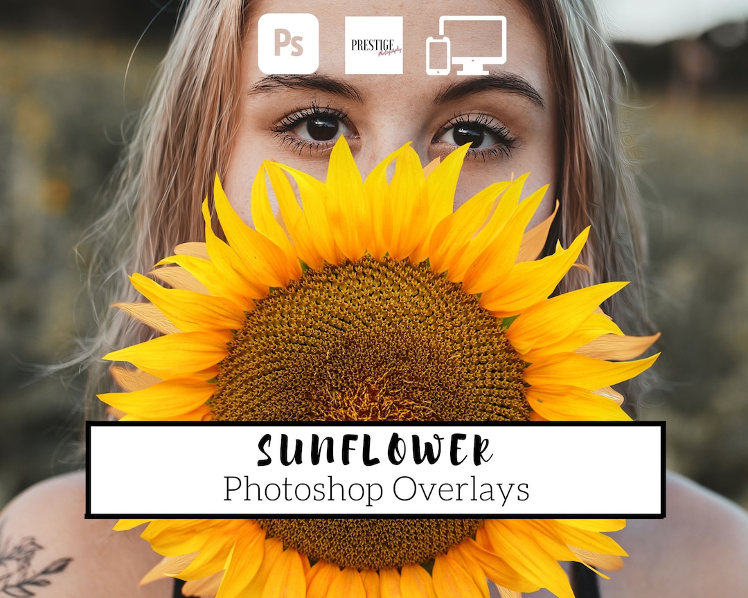 Realistic Sunflower Photo Overlays: 25 Transparent PNG (digital ...