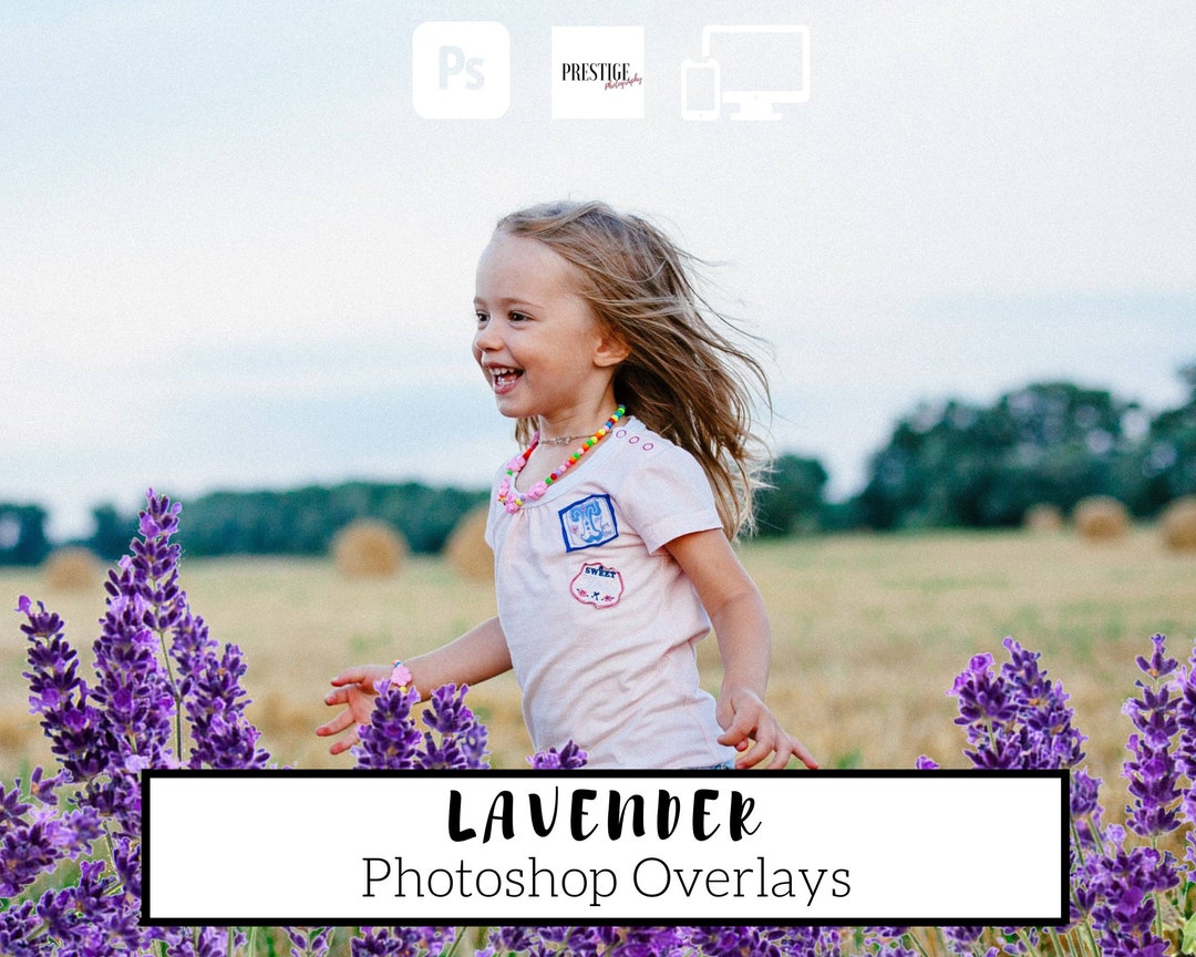 Realistic Lavender Photoshop Overlays - Transparent PNG, Flower ...
