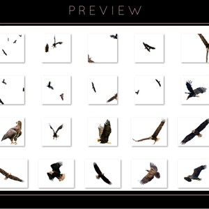 20 Realistic Eagle Photoshop Overlays - Transparent PNG, Photoshop ...