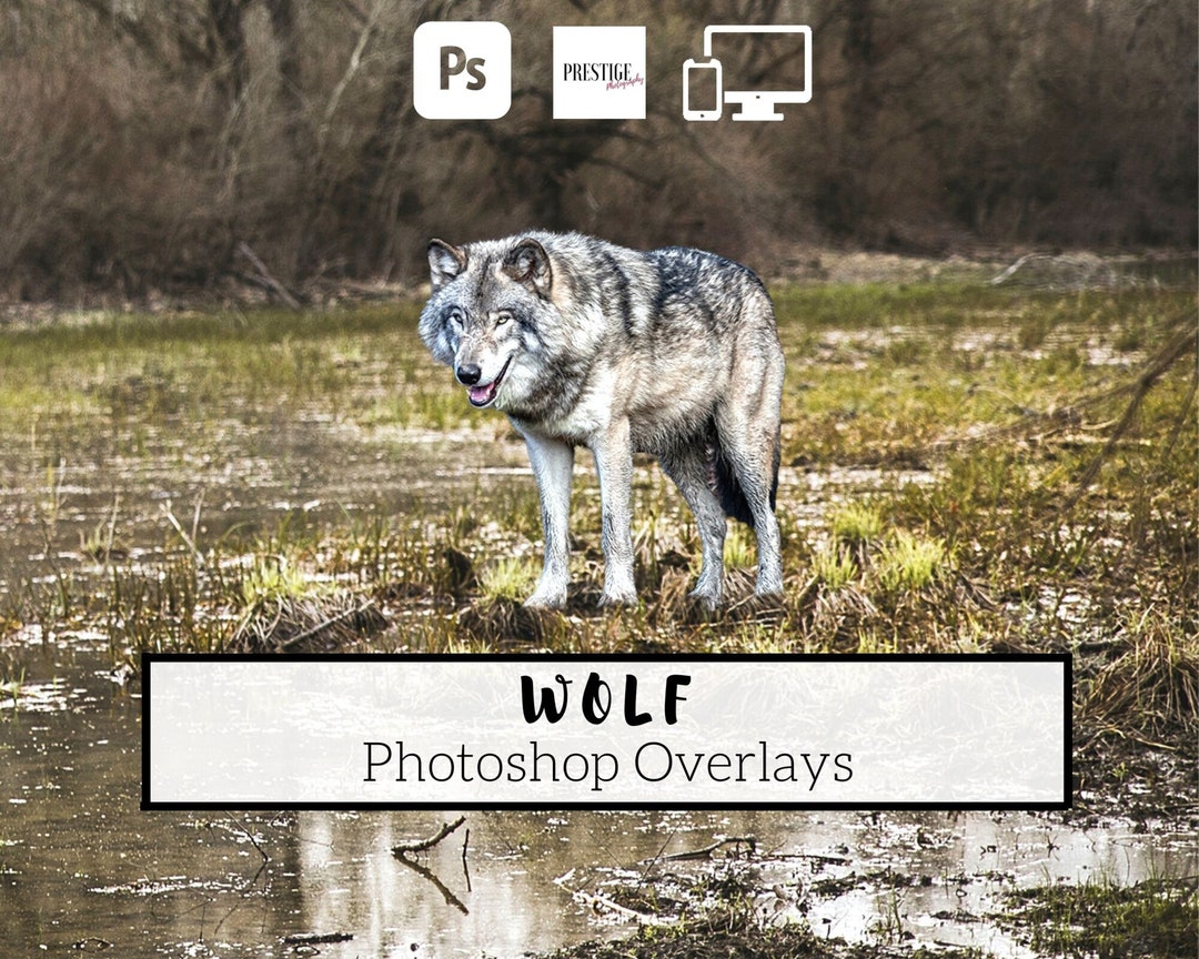 Realistic Wolf Photo Overlays: Transparent PNG (digital Download) - Etsy
