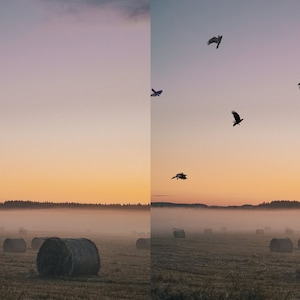 30 Realistic Raven Photoshop Overlays - Transparent PNG, Bird Overlays ...