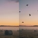 30 Realistic Raven Photoshop Overlays - Transparent PNG, Bird Overlays ...
