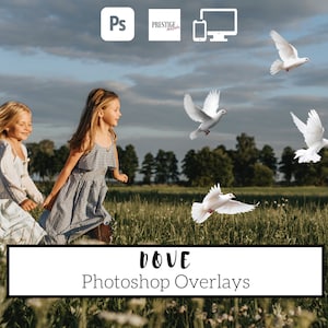 25 Realistic Dove Photoshop Overlays - Transparent PNG, Photoshop Bird ...