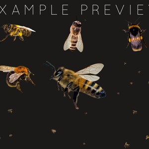 20 Realistic Bee Photoshop Overlays - Transparent PNG, Photoshop ...