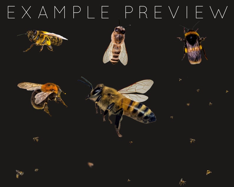Realistic Bee Photo Overlays: 20 Transparent PNG (digital Download) - Etsy