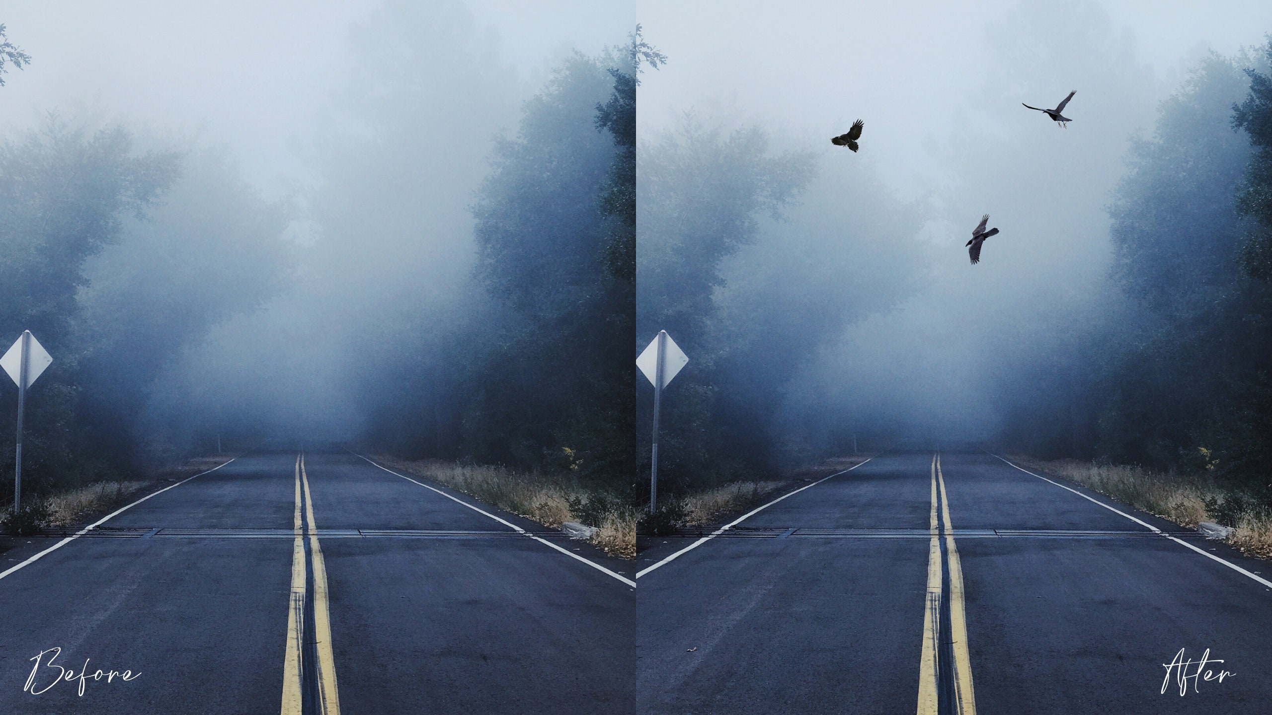 30 Realistic Raven Photoshop Overlays - Transparent PNG, Bird Overlays ...