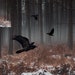 30 Realistic Raven Photoshop Overlays - Transparent PNG, Bird Overlays ...