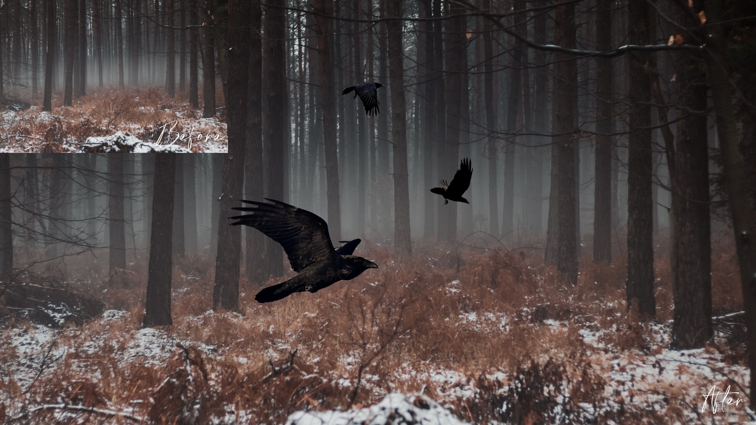 30 Realistic Raven Photoshop Overlays - Transparent PNG, Bird Overlays ...