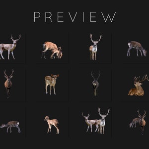 Realistic Deer Photo Overlays: 12 Transparent PNG (digital Download) - Etsy