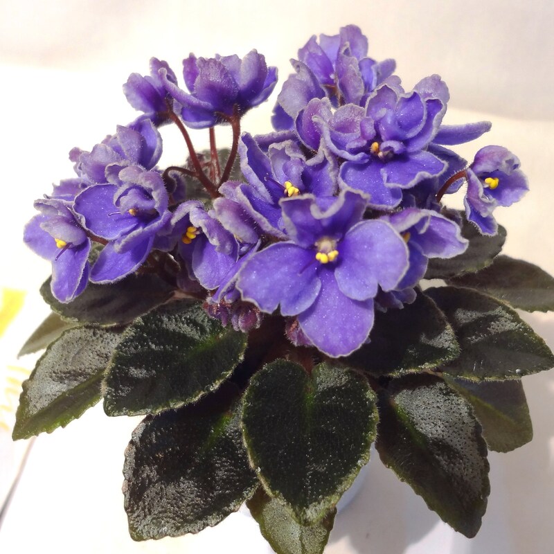 Mini African Violet Leaf - Etsy