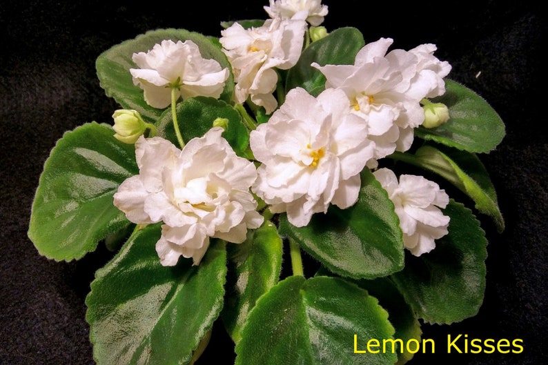 Lemon Kisses -2 Leaves African Violet Unrooted Leaf Set -standard/large ...