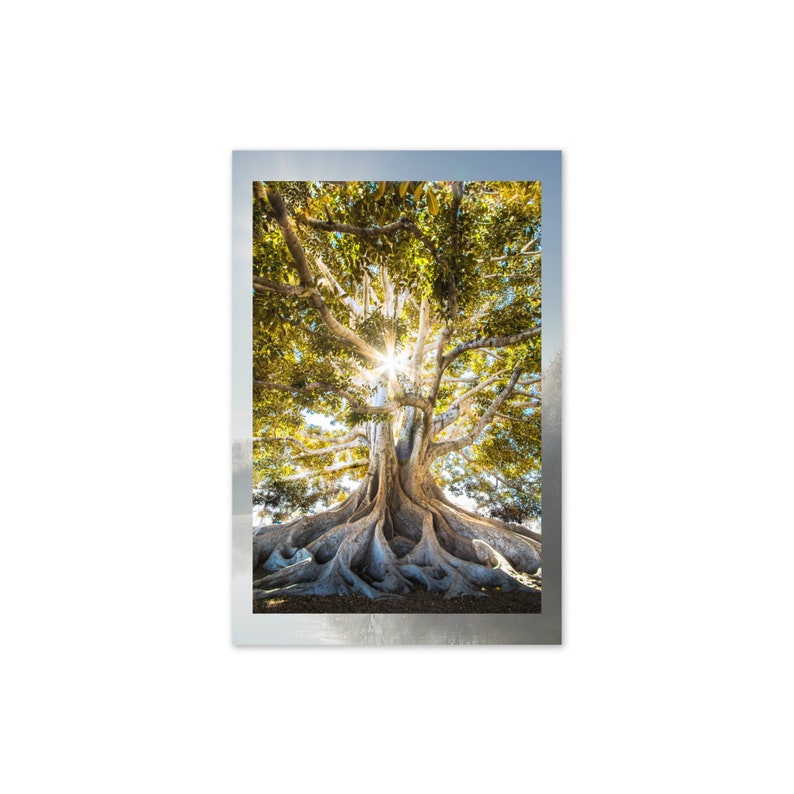 Tree of Life Greeting Card Sun Through Tree Oak Tree Roots - Etsy