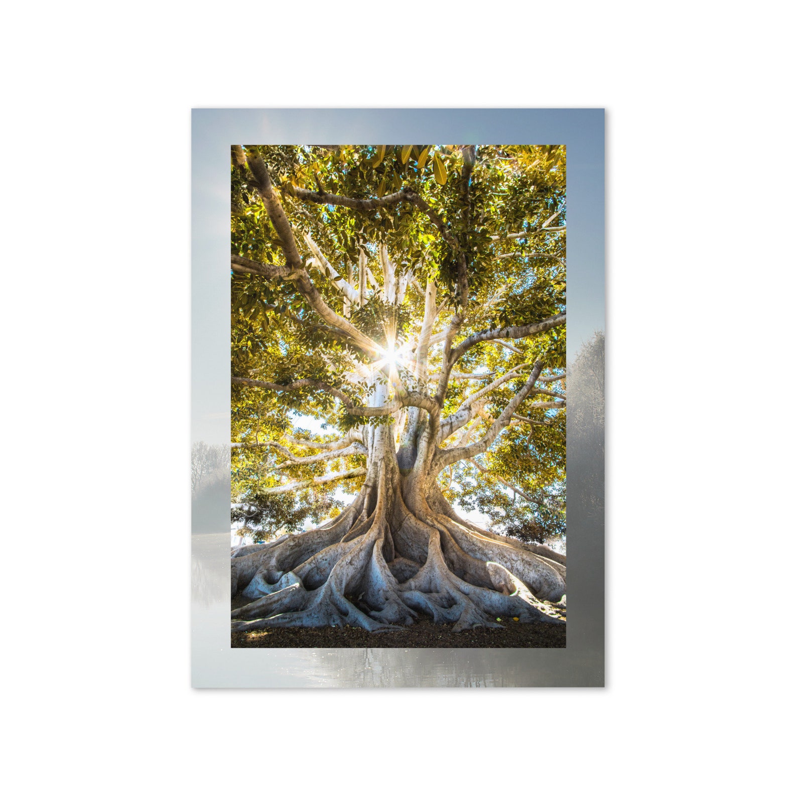 Tree of Life Greeting Card, Sun Through Tree, Oak Tree Roots, Sunshine ...