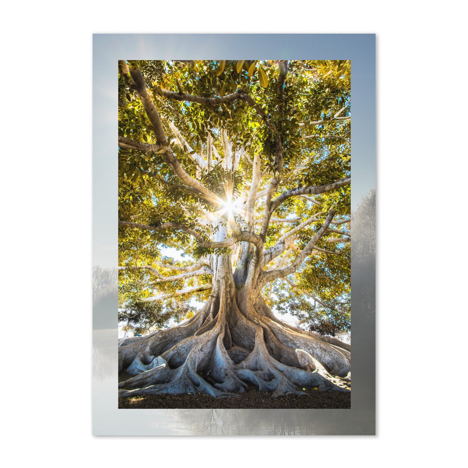 Tree of Life Greeting Card, Sun Through Tree, Oak Tree Roots, Sunshine ...