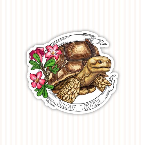 Sulcata Tortoise Cute Turtle Reptile Sticker Gift - Etsy