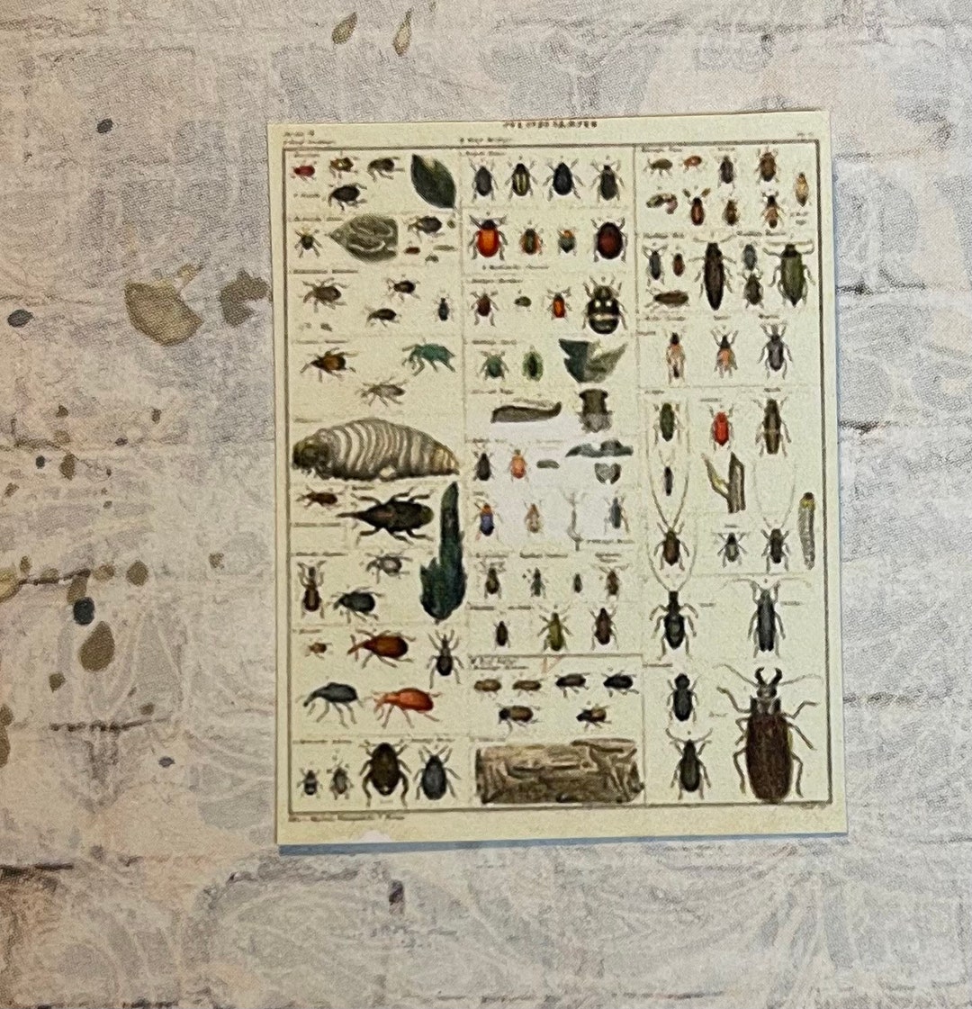 Vintage Insect Poster for Classroom or Laboratory or Library - This is ...