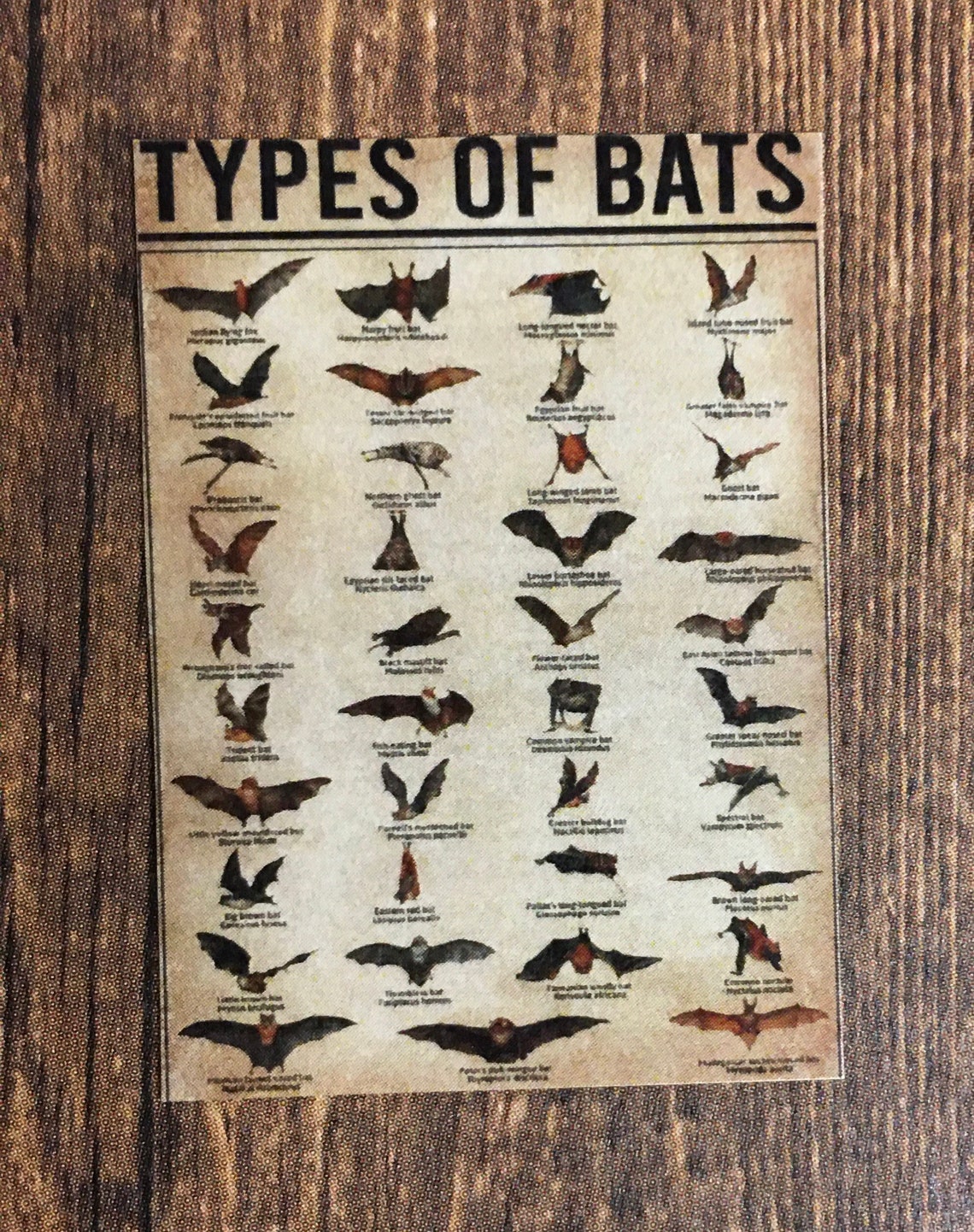 Types of Bats Chart This is Not Life Size. - Etsy