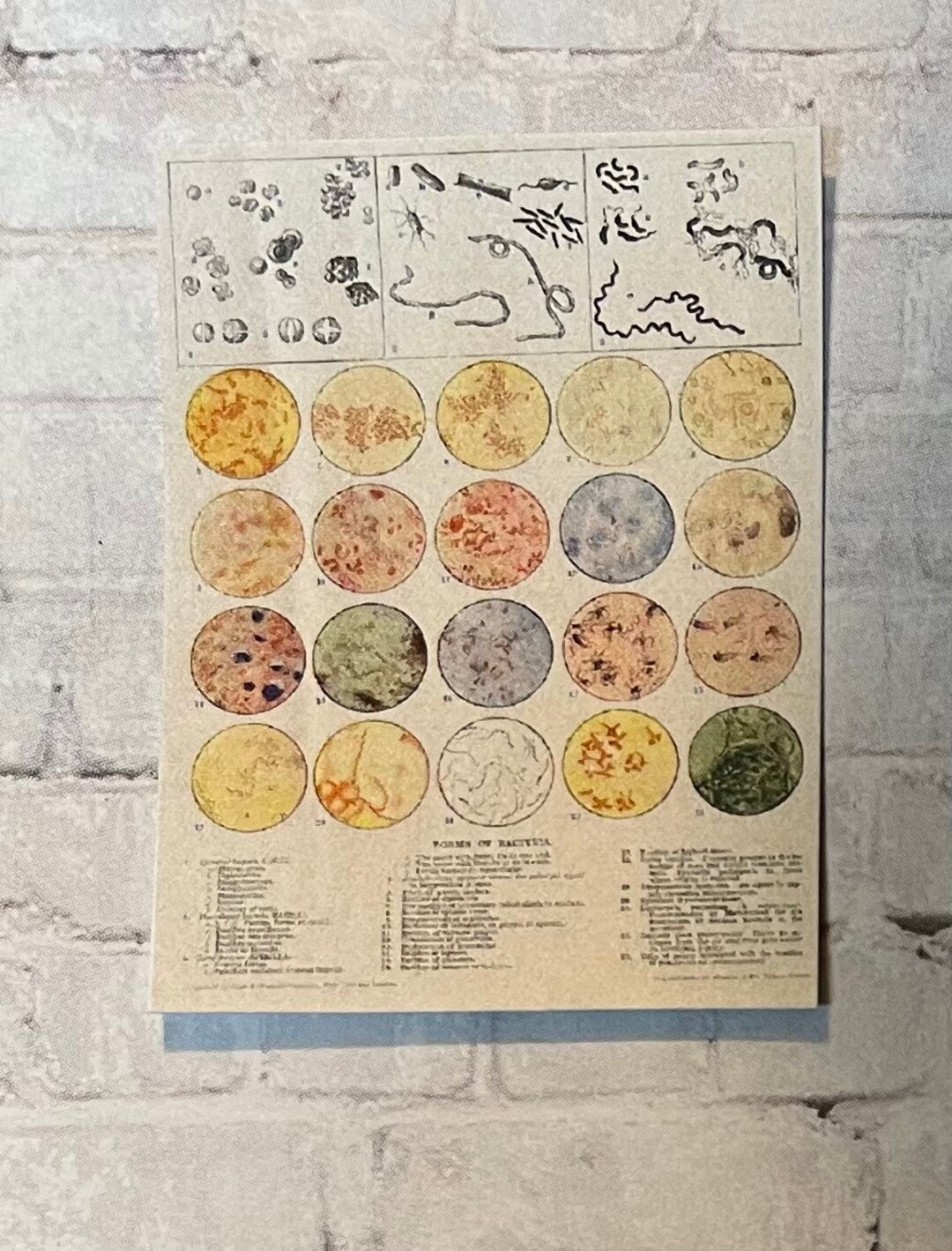 Bacteria Science Laboratory Poster - This is Not Life Size. - Etsy