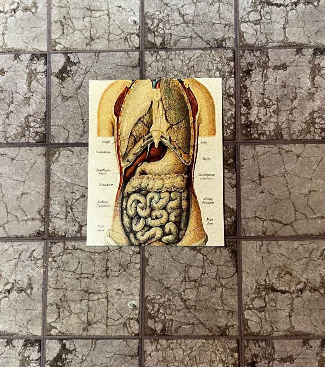 1 Pc Anatomy Poster - This is Not Life Size. - Etsy