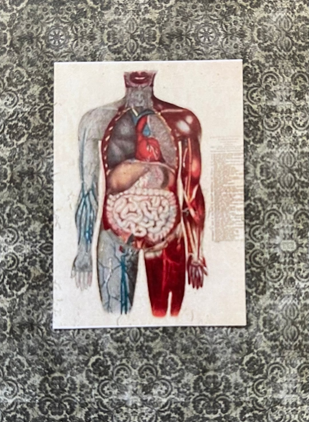 Vintage Medical Anatomy Poster - This is Not Life Size. - Etsy