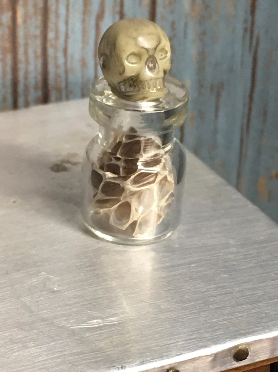 1 Pc Witchy Bottle of Snake Skin This is Not Life Size. - Etsy