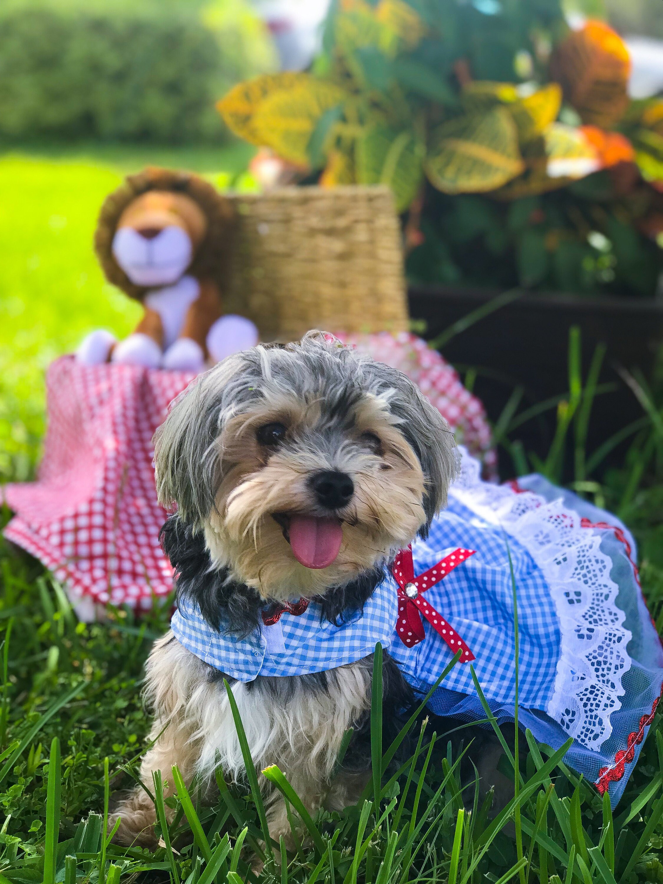 Dorothy dog tutu dress and costume | Etsy