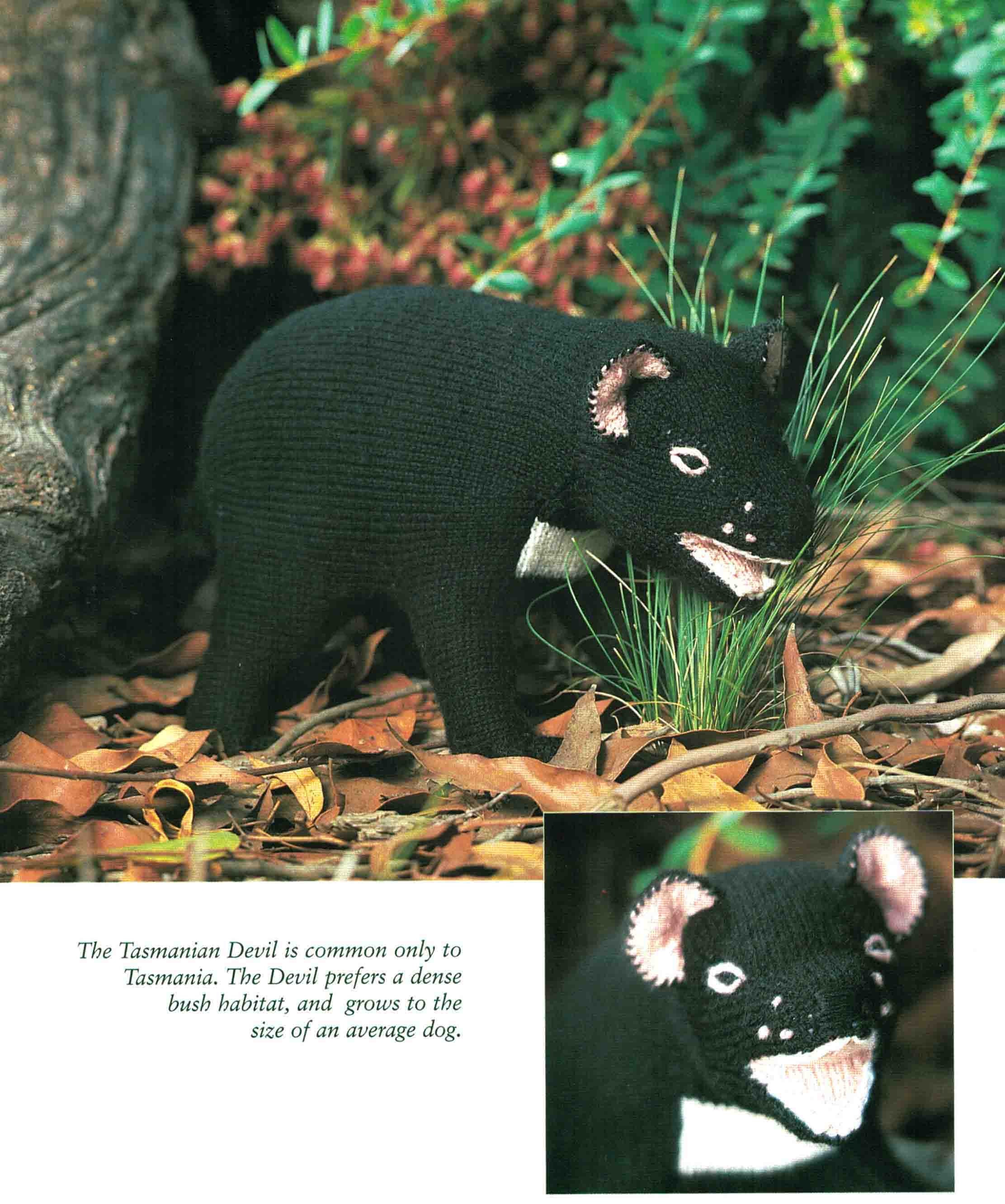 Tasmanian Devil Animal Knitting Pattern Australian Wildlife 8 - Etsy