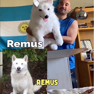 Handmade Stuffed Animal Memorial Custom Stuffed Animal Custom Pet Plush ...