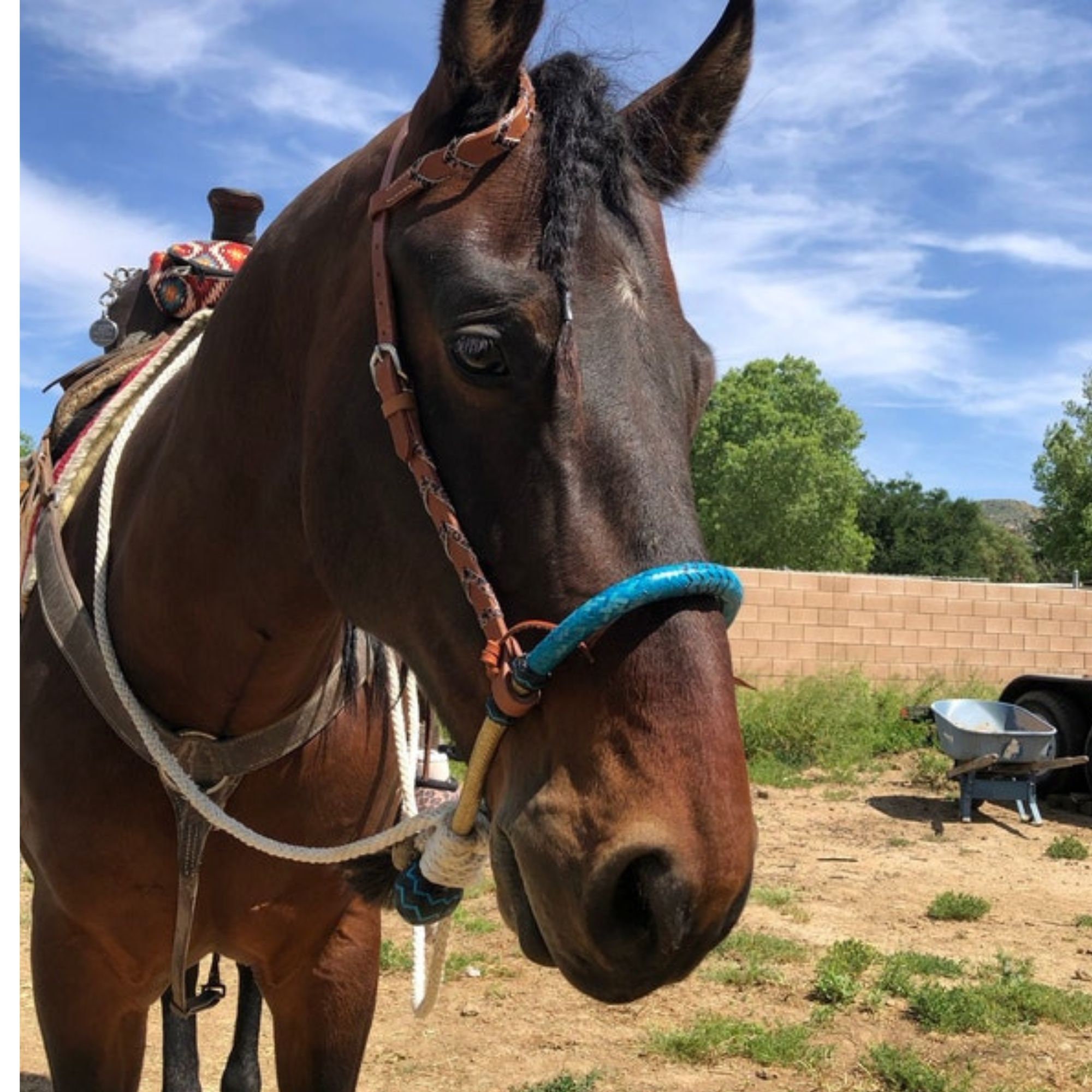 Hand-crafted Bosal Horse Bosal Natural & Turquoise 24 Plaits - Etsy